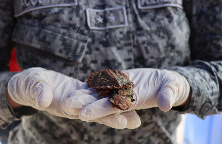 Animales silvestres fueron liberados en el departamento del Meta ...